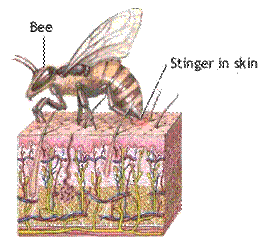 Frequently Asked Questions - Bee Ware