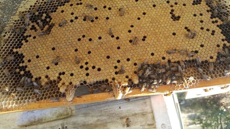 I found Queen Cells! What do I do? - Bee Ware